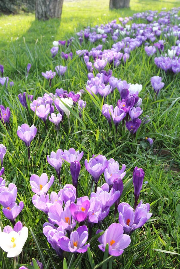 Crocus stock image. Image of maintenance, pasqual, flowers - 38953421