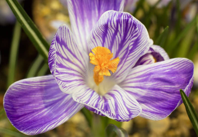 Crocus `blue pearl` stock image. Image of blooming, purple - 107440013