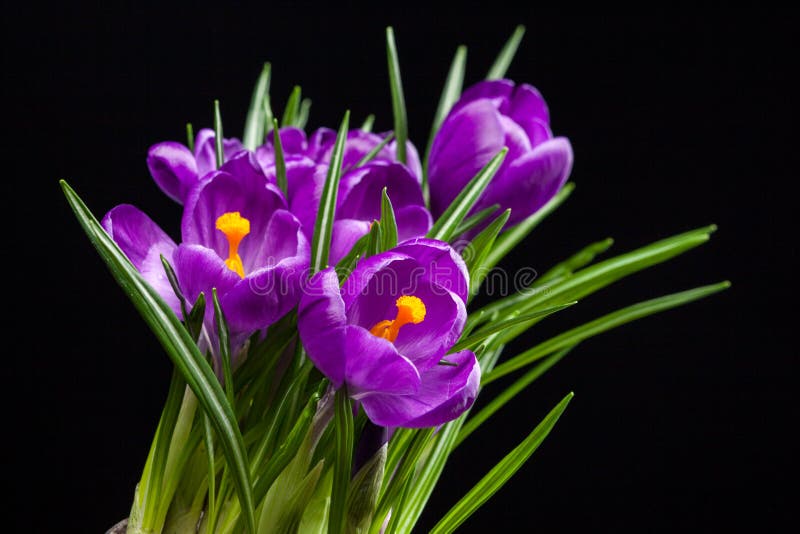 Crocus bouquet on black stock image. Image of brightness - 51225553