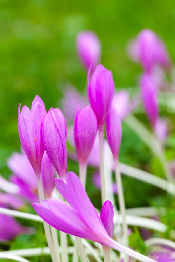 Violet spring flower stock photo. Image of flower, beautiful - 43430452
