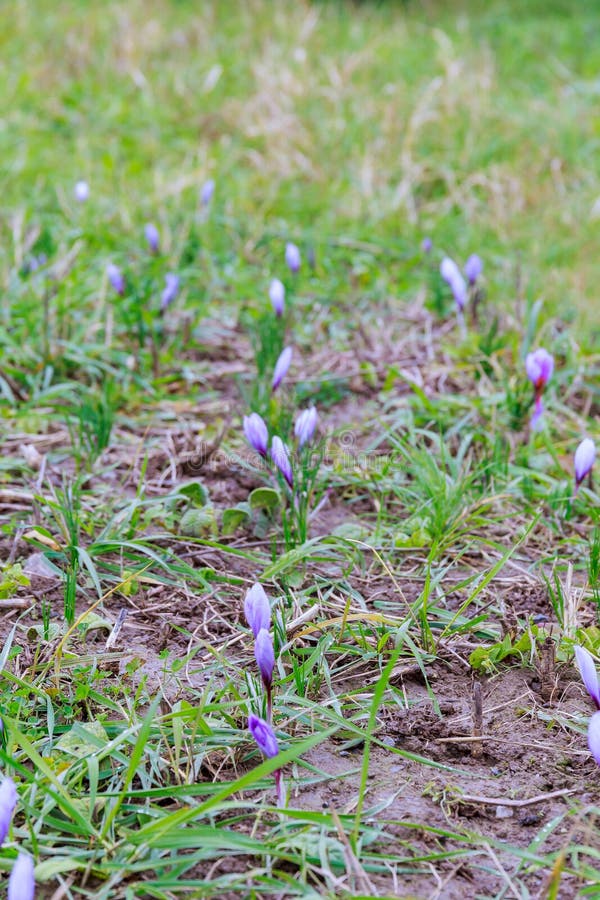 Crocus Buds Emerged from the Ground between the Autumn Grass. Stock ...