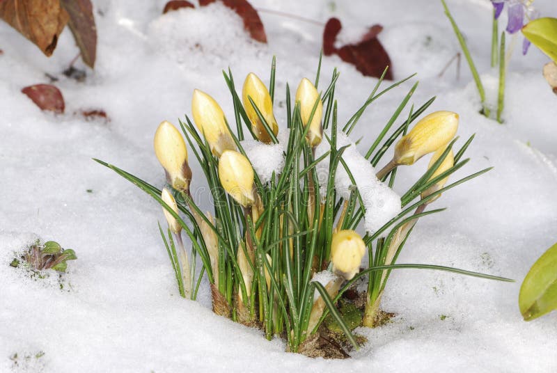 Crocus buds in the snow stock image. Image of early, cold - 30662857