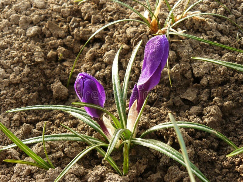 Crocus buds stock photo. Image of flowering, green, violet - 30700686