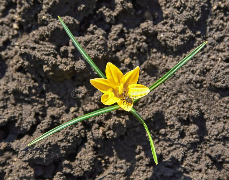 Crocus with bug stock image. Image of stem, earth, crocus - 51523069