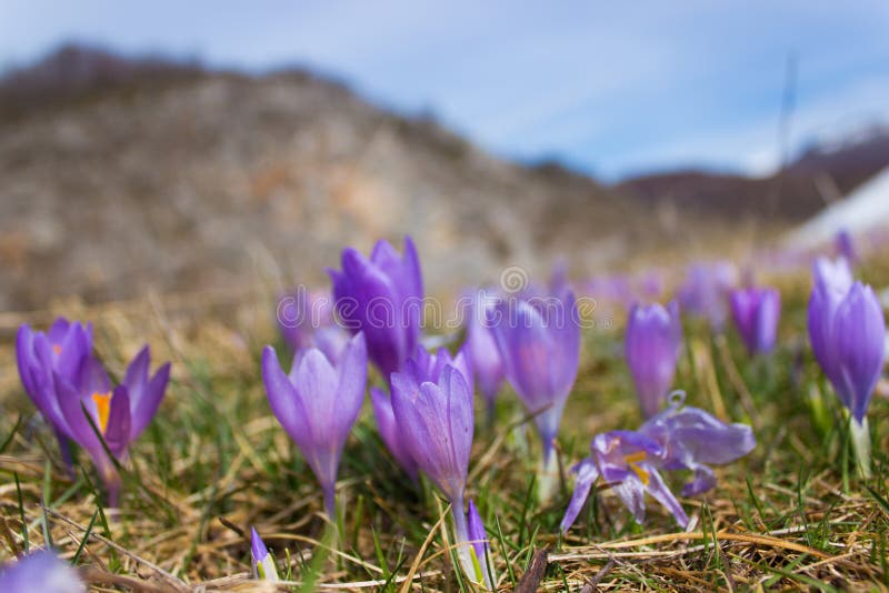 Crocus Bulb, First Spring Flower after Snow Stock Image - Image of ...