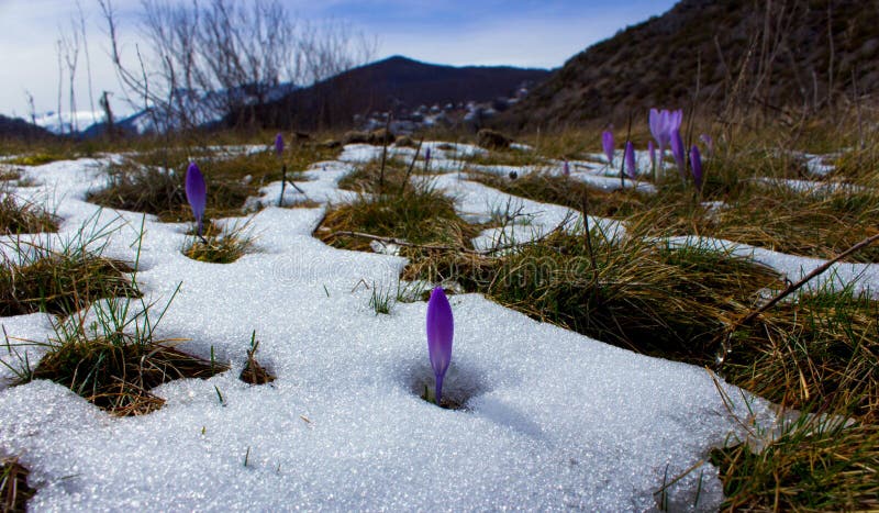 Crocus Bulb, First Spring Flower after Snow Stock Photo - Image of ...