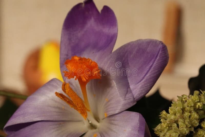 Crocus Bulb Flowering Spring Images of Bright Flowers Stock Image ...