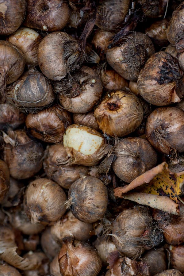 Crocus bulbs stock image. Image of gardening, spring - 60124813