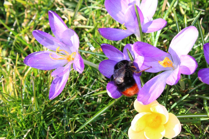 Crocus with a Bumblebee Queen Stock Image - Image of floral, garden ...