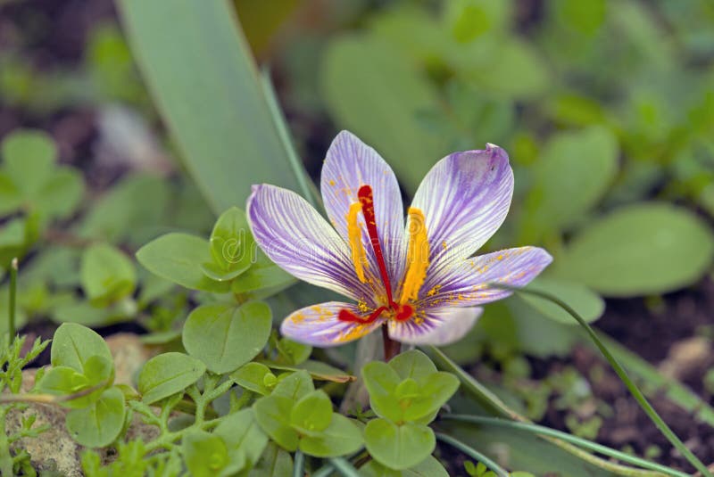 Crocus Cartwrightianus Stock Photos - Free & Royalty-Free Stock Photos ...