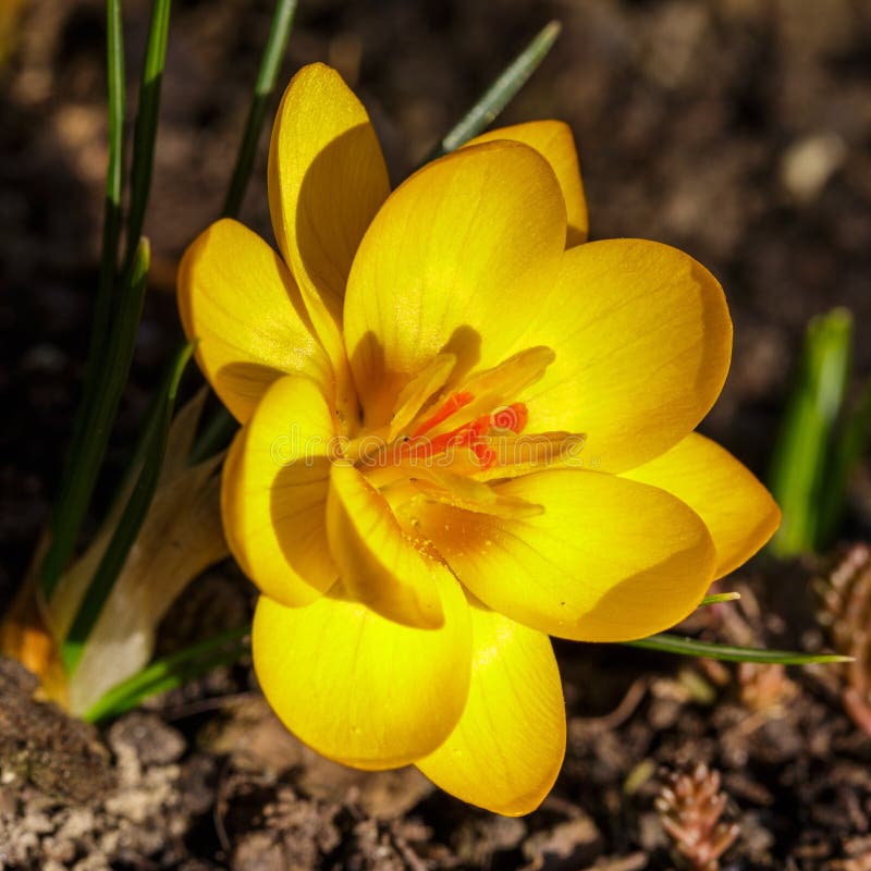 Yellow crocus chrysanthus stock image. Image of field - 51023159