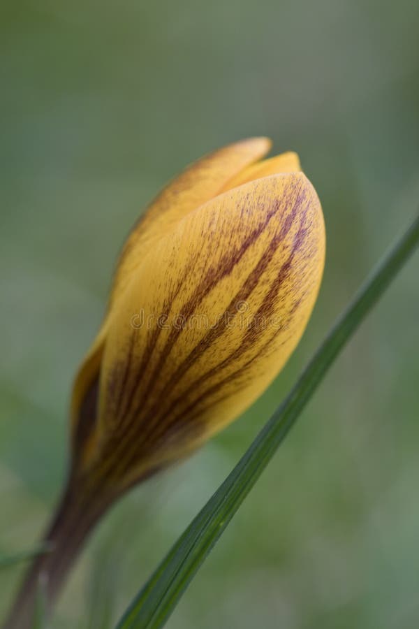 Crocus Chrysanthus Dorothy with Yellow and Red Flower Stock Image ...