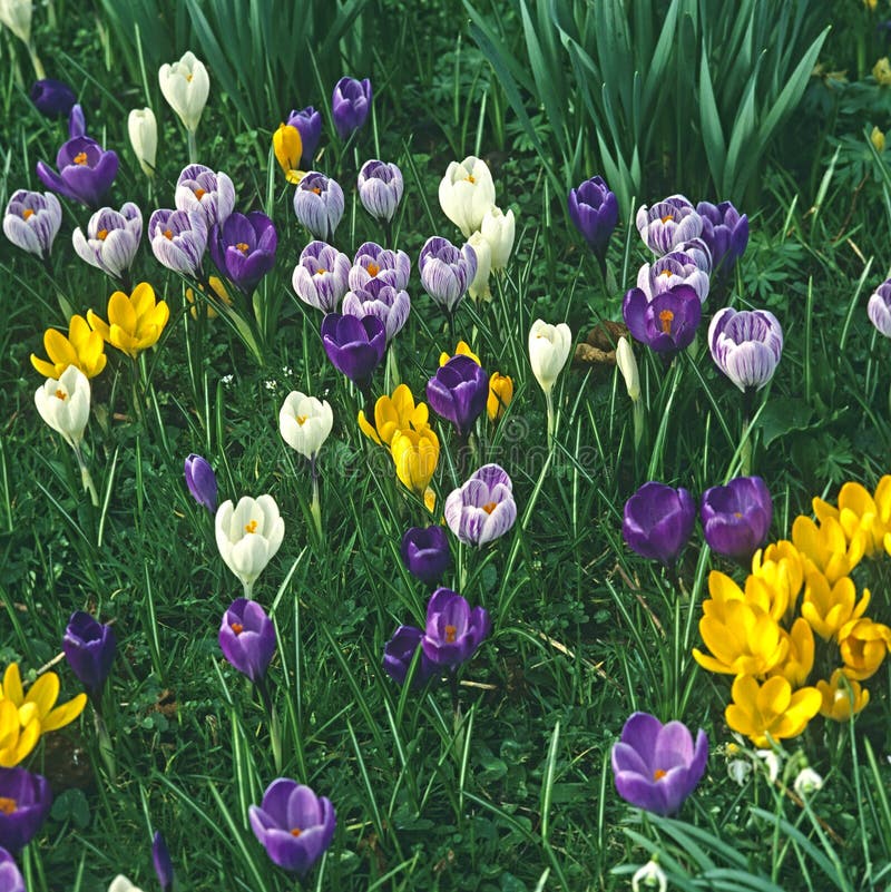 Crocus Chrysanthus Mixed Hybrids in a Spring Border of a Cottage Garden ...