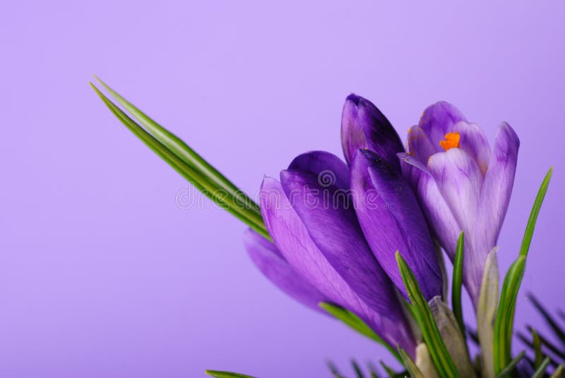 Crocus close up stock image. Image of crocus, blur, floral - 176333039