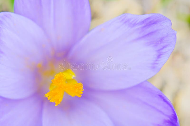 Crocus close-up stock image. Image of fresh, seasoning - 24071569