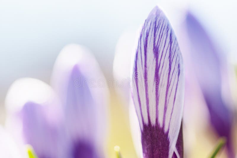 Crocus close up stock image. Image of crocus, blur, floral - 176333039