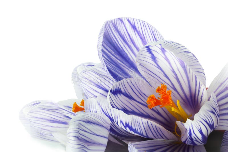 Crocus Close Up Isolated on White Stock Image - Image of april, mothers ...