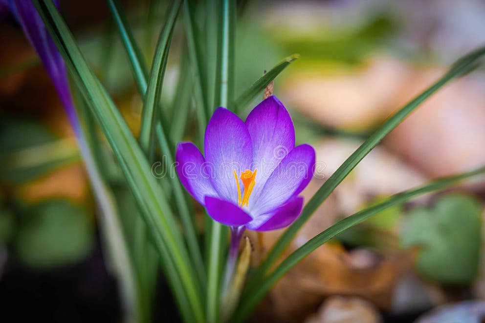 Crocus. stock photo. Image of croci, people, crokus - 362534110