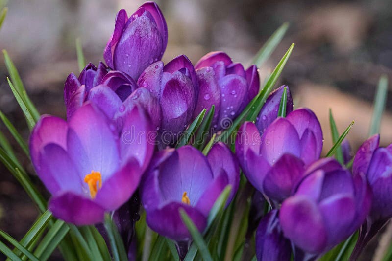 Crocus. stock photo. Image of botany, undefined, springtime - 362534220
