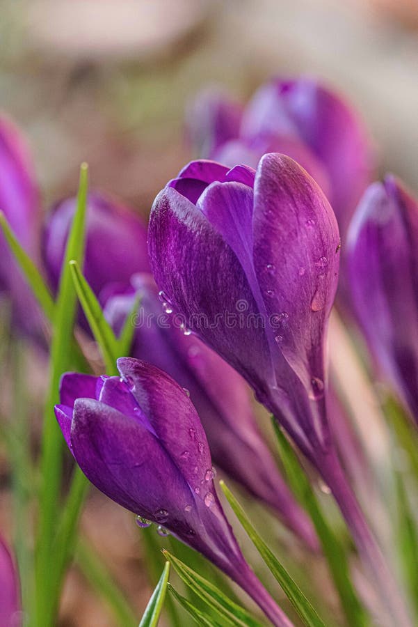 Crocus. stock photo. Image of springtime, blossom, flora - 362534578