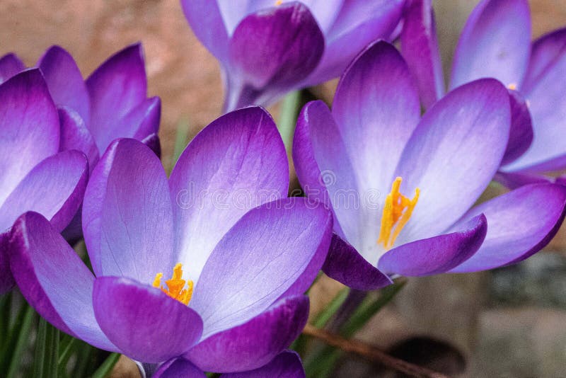 Crocus. stock photo. Image of crocus, springtime, freshness - 362534828