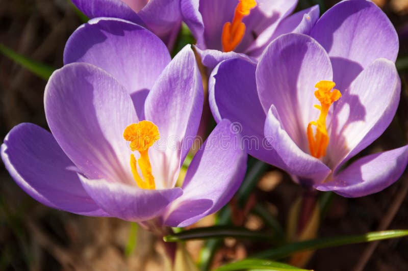 Crocus Sativus Canada Stock Photos - Free & Royalty-Free Stock Photos ...