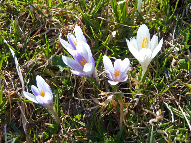 Crocus Closeup Picture. Image: 86687278