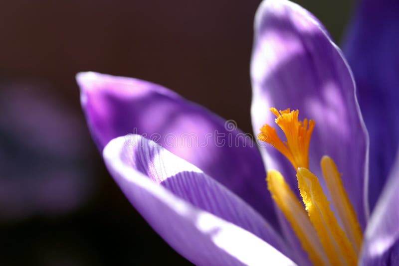 Crocus closeup stock photo. Image of march, courtyard, budding - 87508