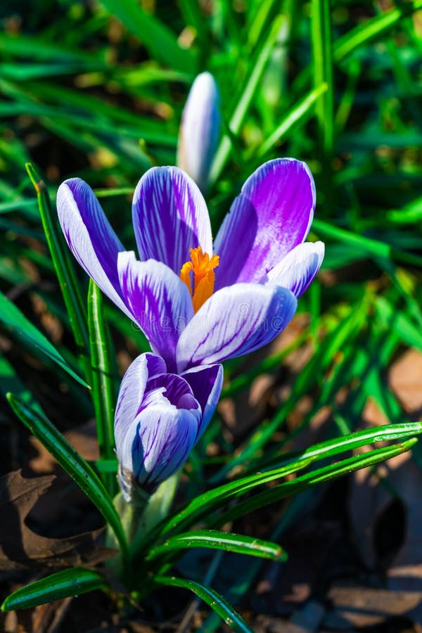 Crocus - closeup stock photo. Image of bright, garden - 141543802