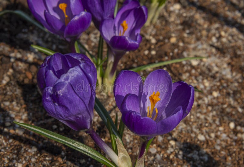 Crocus Color Nice Flower in Spring Sunny Hot Day Stock Photo - Image of ...