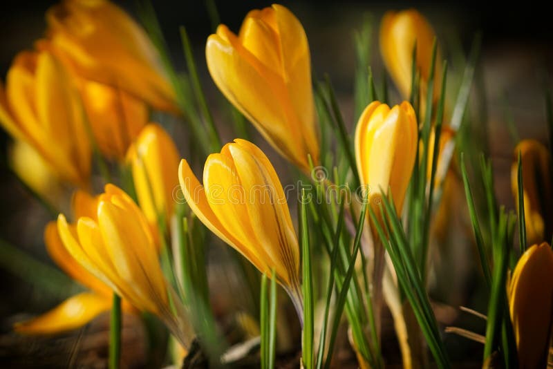 Crocus, colours of spring stock image. Image of crocus - 110483753