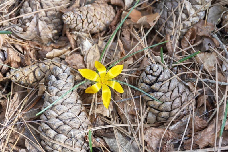 Crocus among cones stock image. Image of beautiful, nature - 212190921