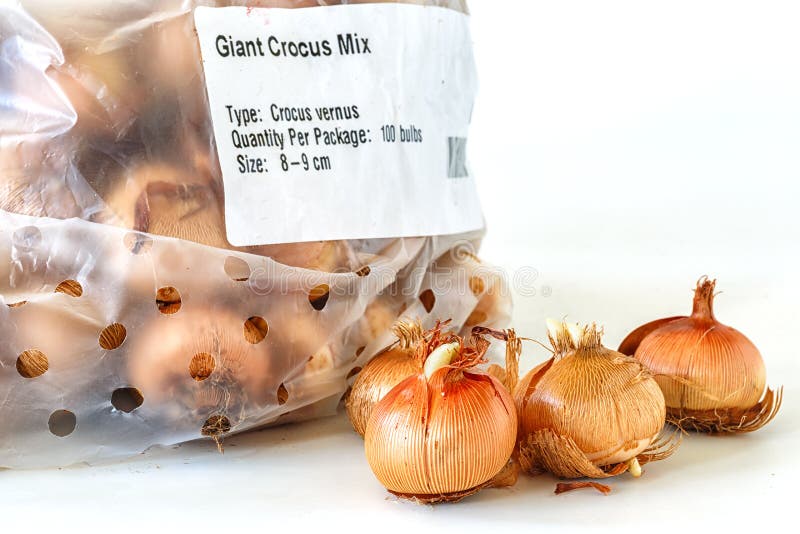 Crocus corms with bag stock photo. Image of gardening - 158174794