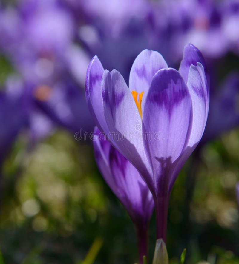 Crocus on the Crocuses Background Stock Image - Image of blossom, march ...