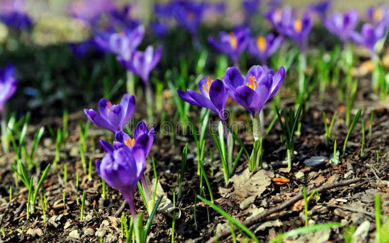 Crocus stock image. Image of carpathians, flora, mountains - 37898109