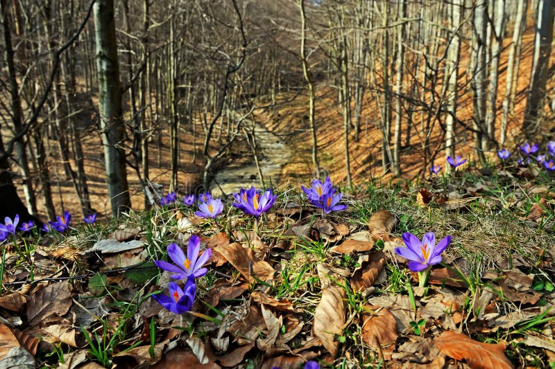 Crocus stock image. Image of flowers, vegetation, nature - 38667215