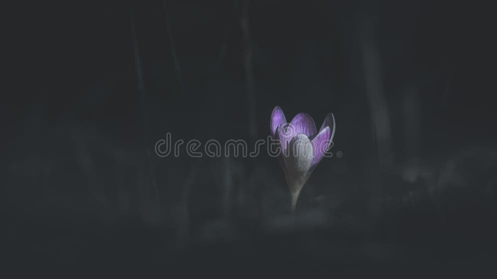 Crocus in a Dark Forest stock photo. Image of early - 375624084