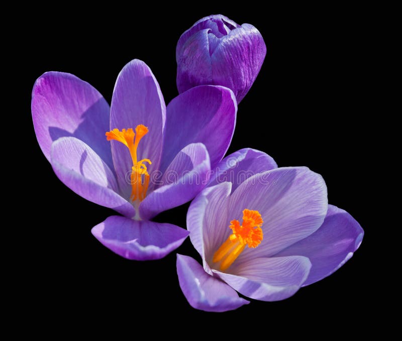 Crocus stock photo. Image of closeup, nature, flowering - 53880480