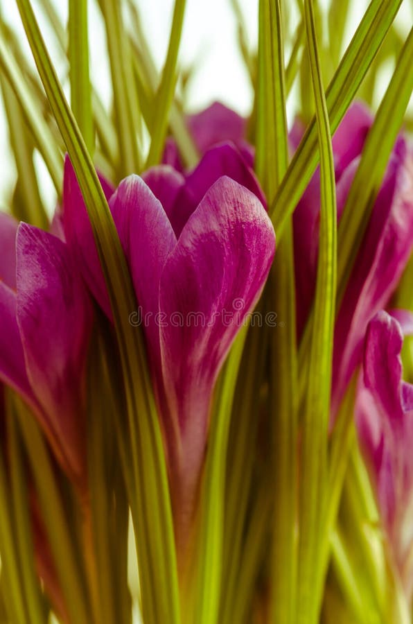 Crocus stock image. Image of mothers, desaturated, valentine - 38396223