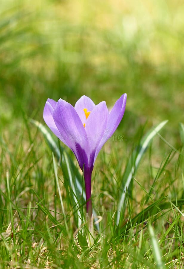 Crocus stock photo. Image of crocuses, center, early - 63452498