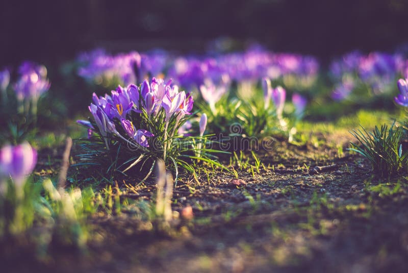 Crocus at early spring stock image. Image of sprout, spring - 68422057