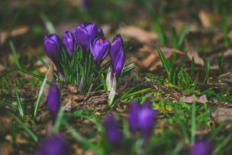 Crocus at early spring stock image. Image of colours - 68422061