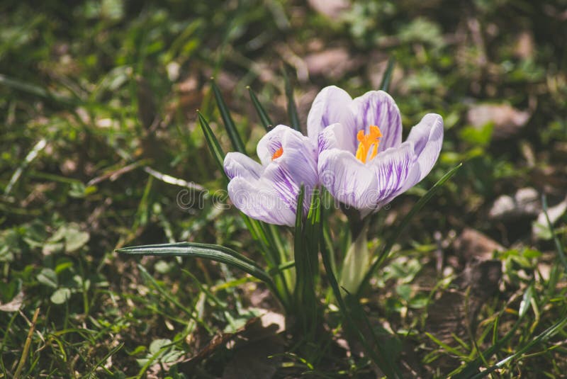 Crocus at early spring stock photo. Image of sprout, plant - 68422232