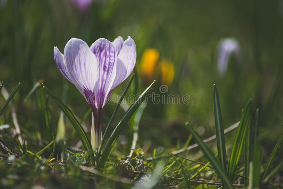 Crocus at early spring stock image. Image of purple, sprout - 68421999