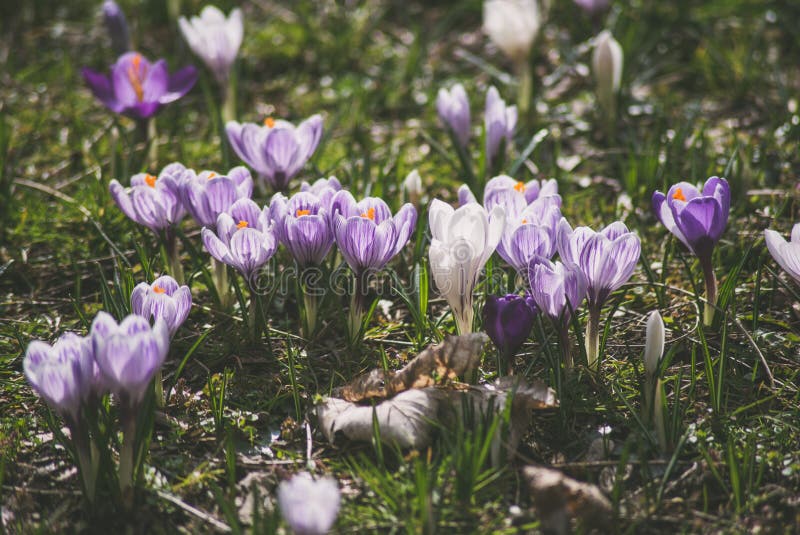 Crocus at early spring stock image. Image of spring, early - 68422009