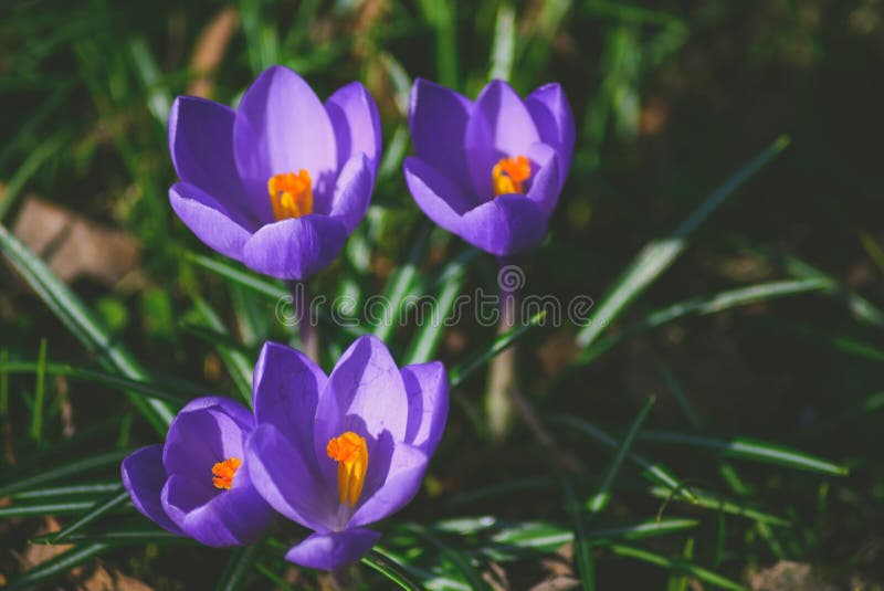Crocus at early spring stock photo. Image of green, sprout - 68422036