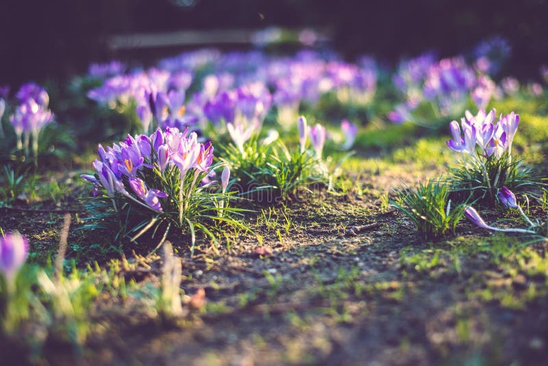 Crocus at early spring stock image. Image of spring, plants - 68422067