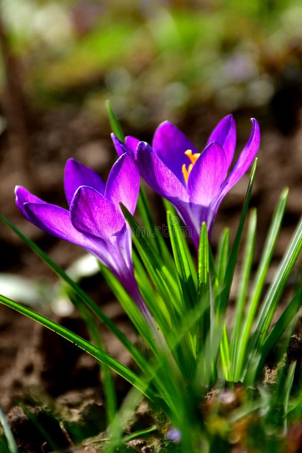 Crocus in Early Spring in a German Garden Stock Photo - Image of group ...