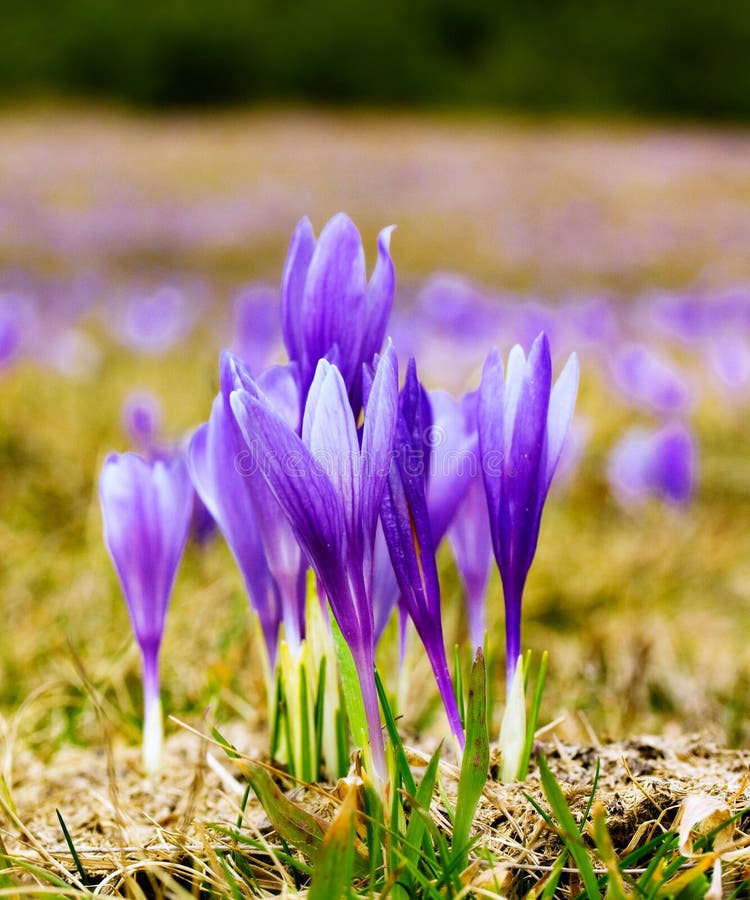 Crocus field stock photo. Image of bulbs, nature, macro - 11386