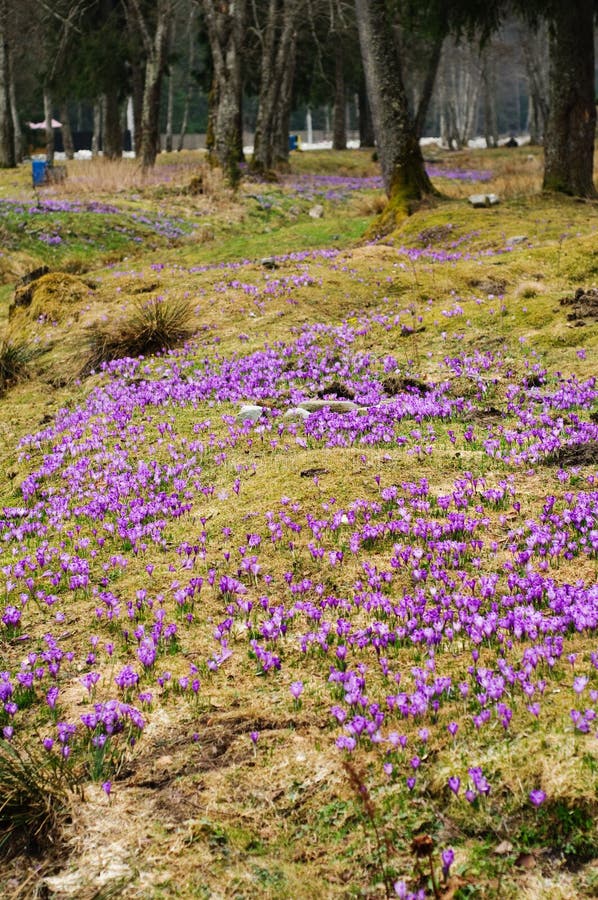 Crocus field stock photo. Image of nature, trees, flowers - 19068552
